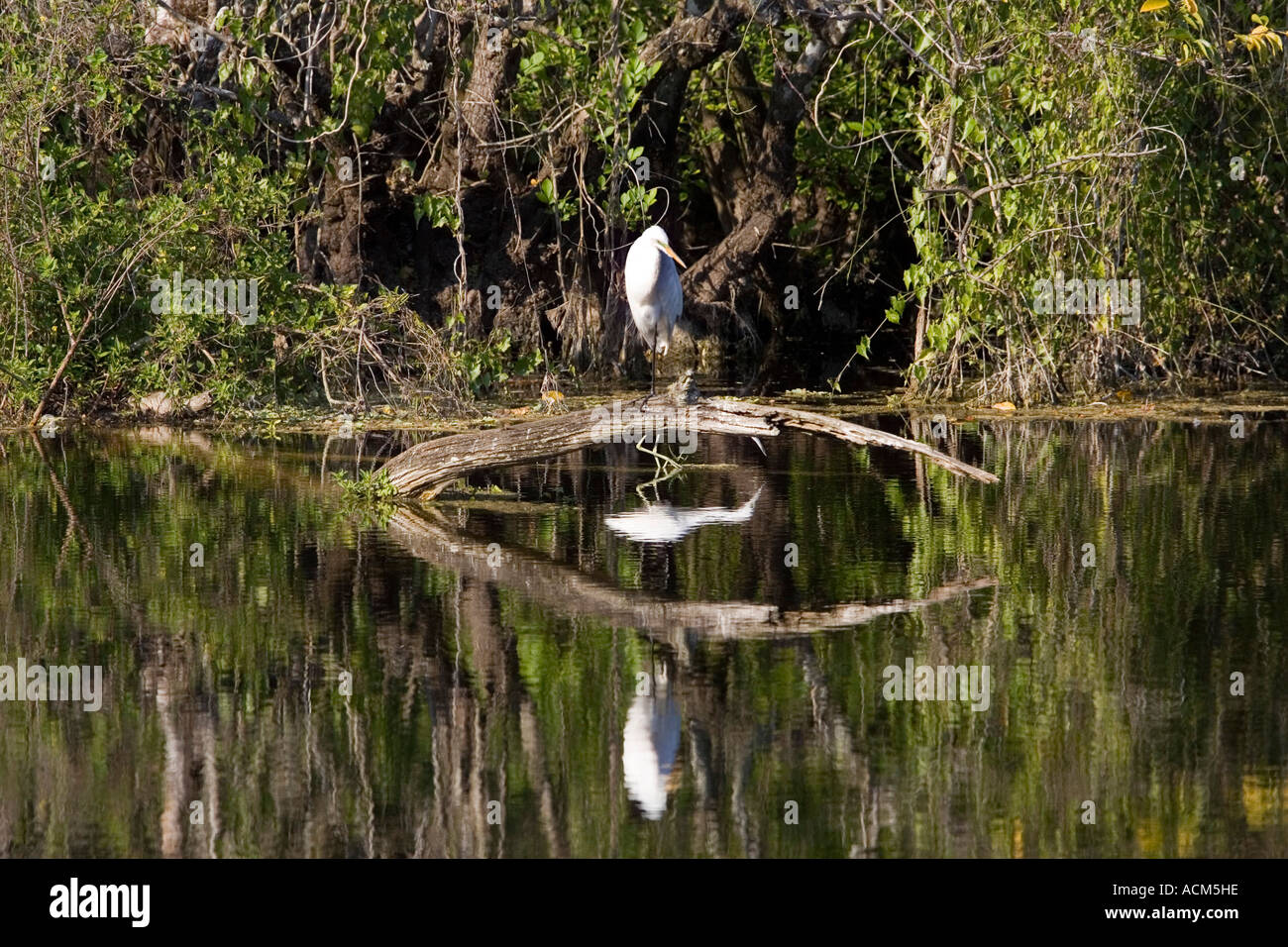 Great Egret Ardea alba Reflection in Florida swamp Stock Photo - Alamy