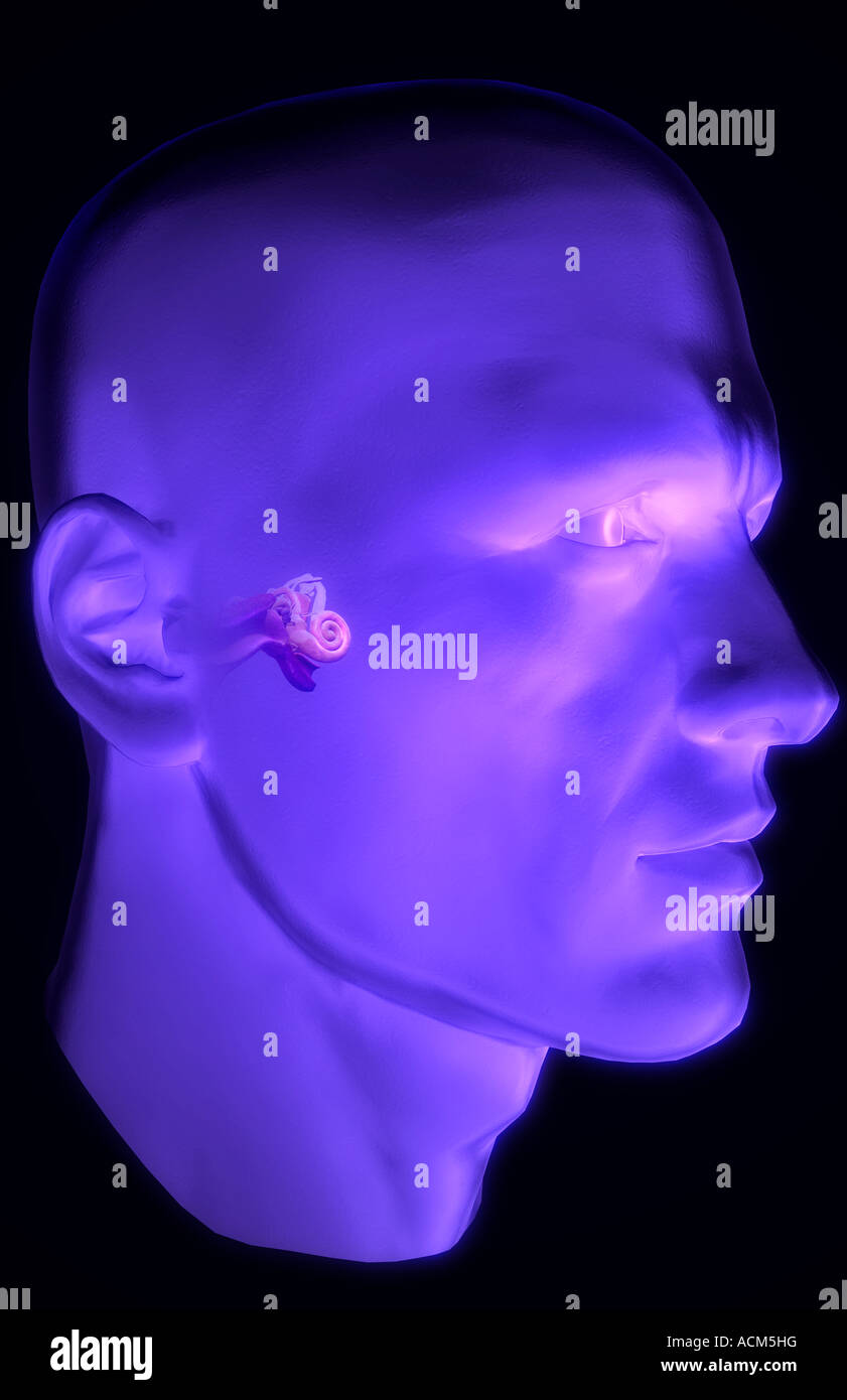 Anatomy of the ear Stock Photo - Alamy