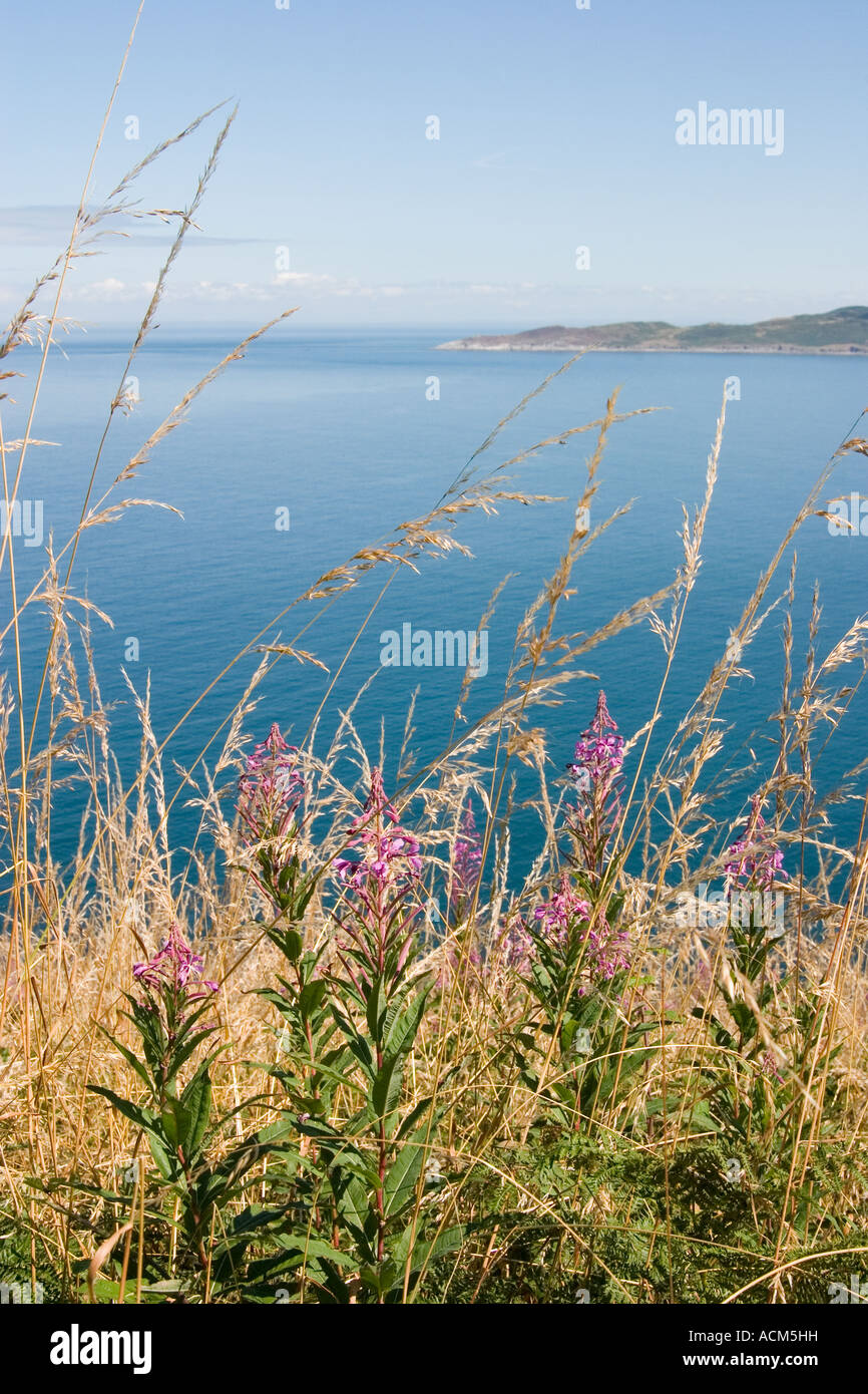 Cliff top wild flowers hi-res stock photography and images - Alamy