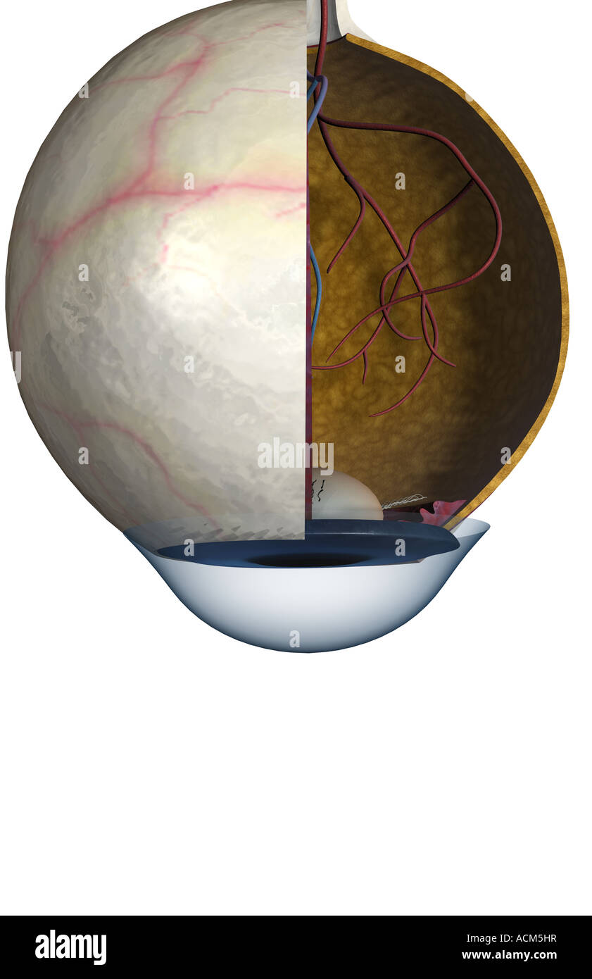 Choroid hi-res stock photography and images - Alamy