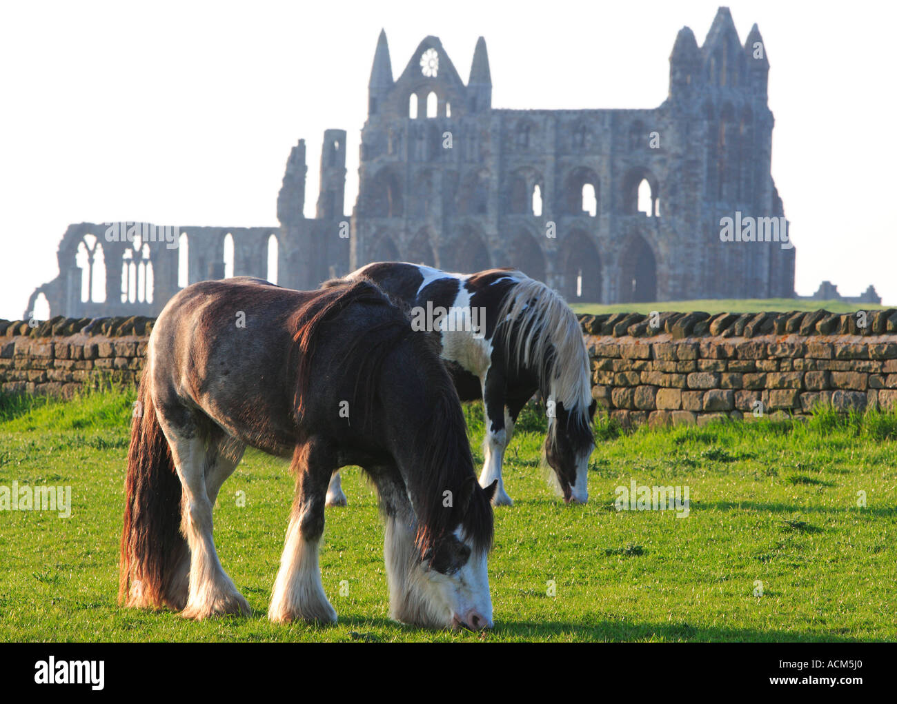 Shire Horses in front of the remains of the St Hildas Abbey Whitby ...