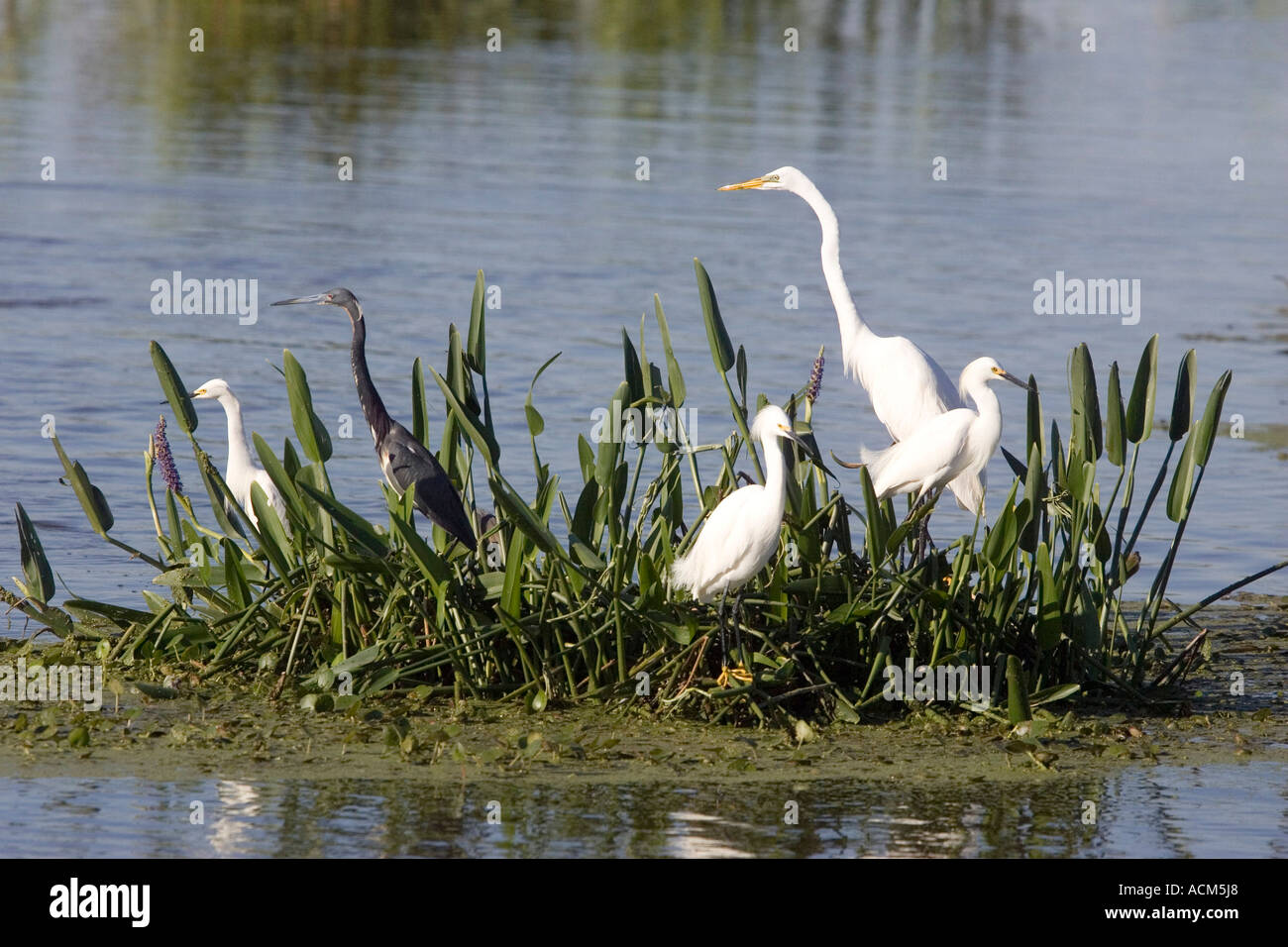 Egrets group everglades hi-res stock photography and images - Alamy