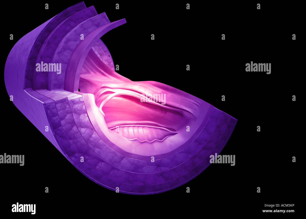 The structure of the vein wall Stock Photo - Alamy