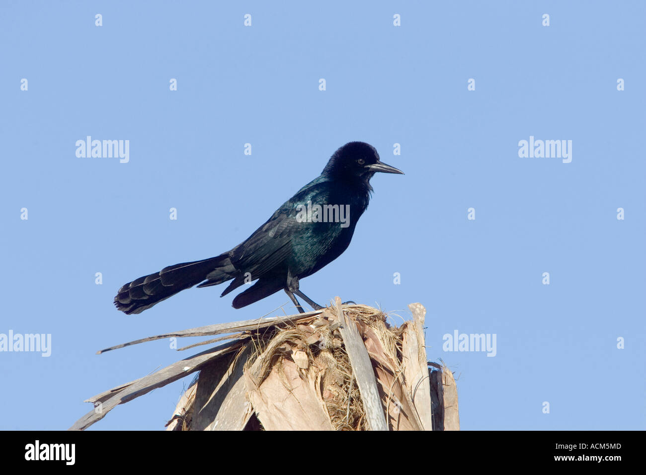 Florida boat tailed grackle calling hi-res stock photography and images ...