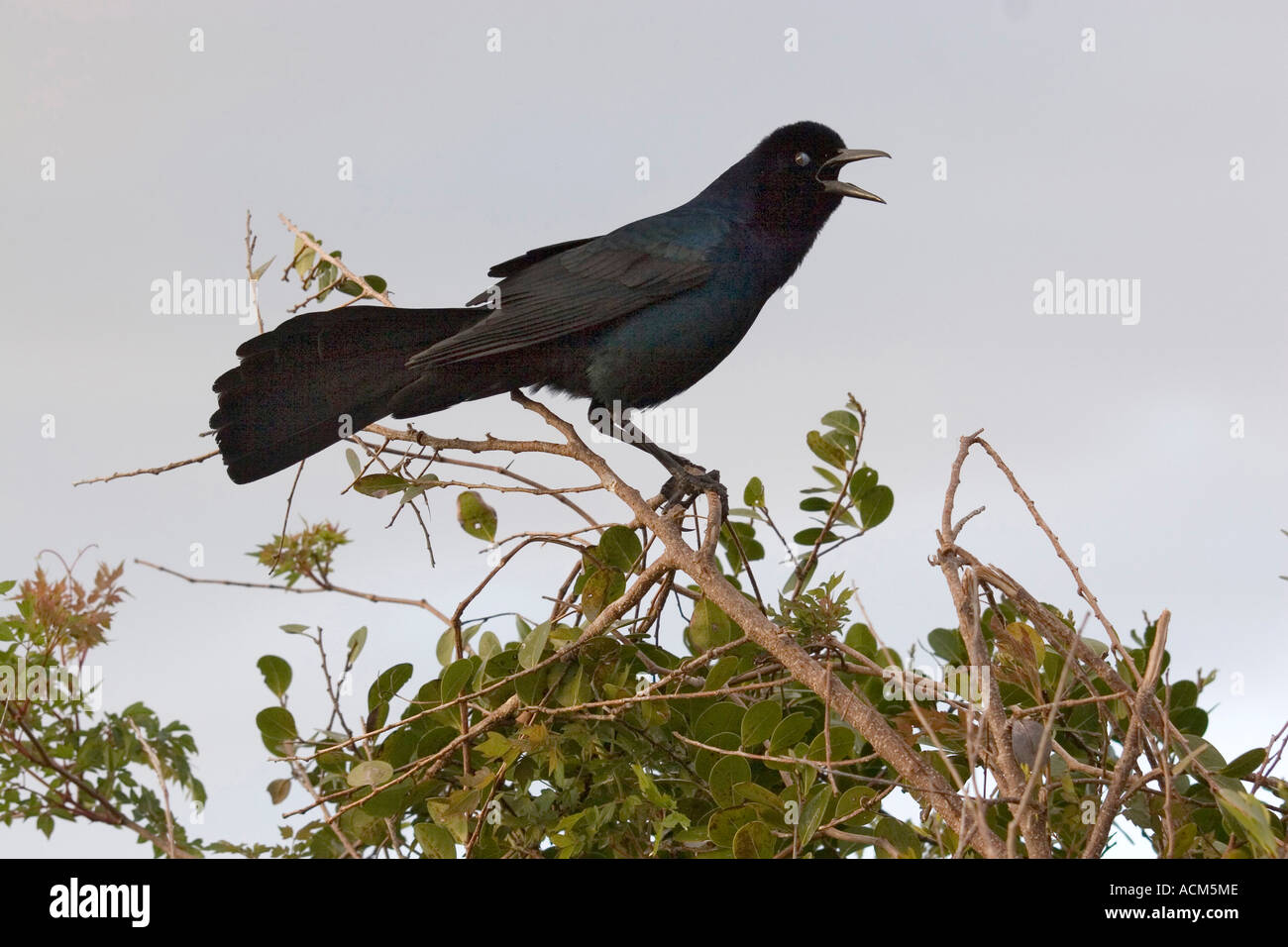 Male boat tailed grackle quiscalus major calling Stock Photo - Alamy