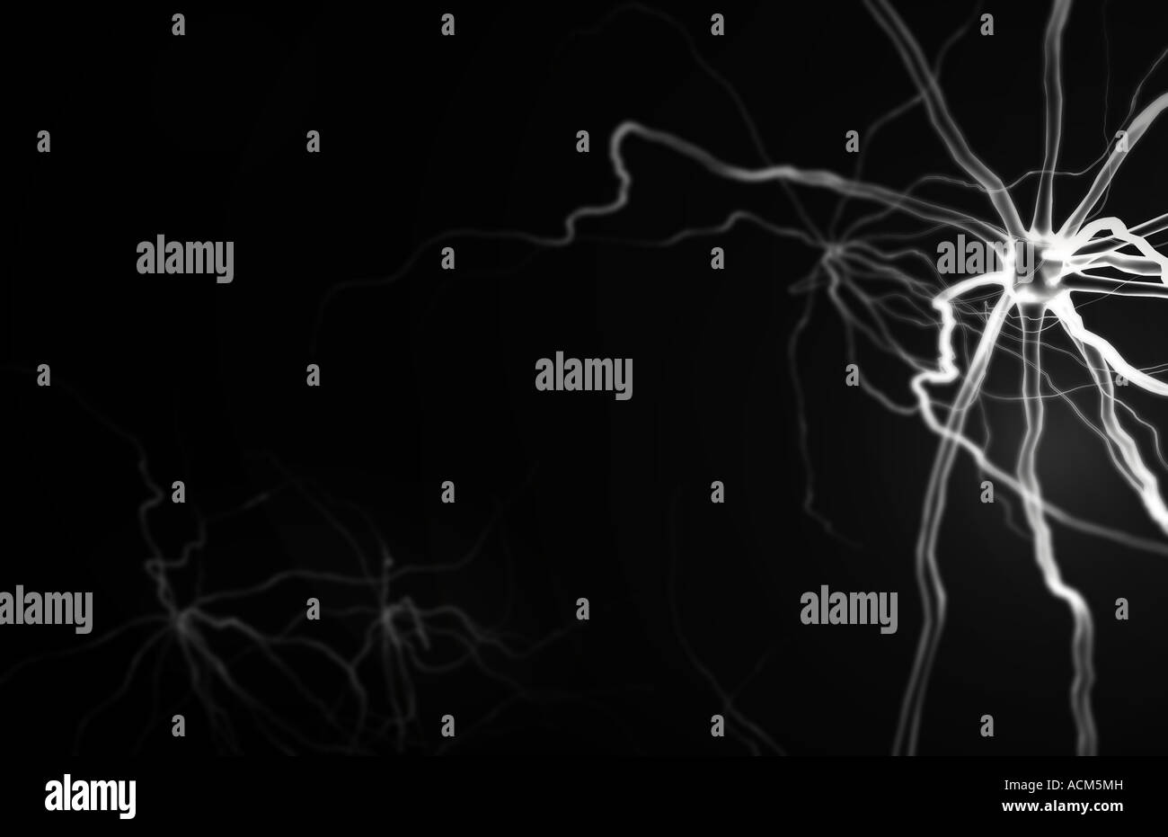 Motor neuron Black and White Stock Photos & Images - Alamy