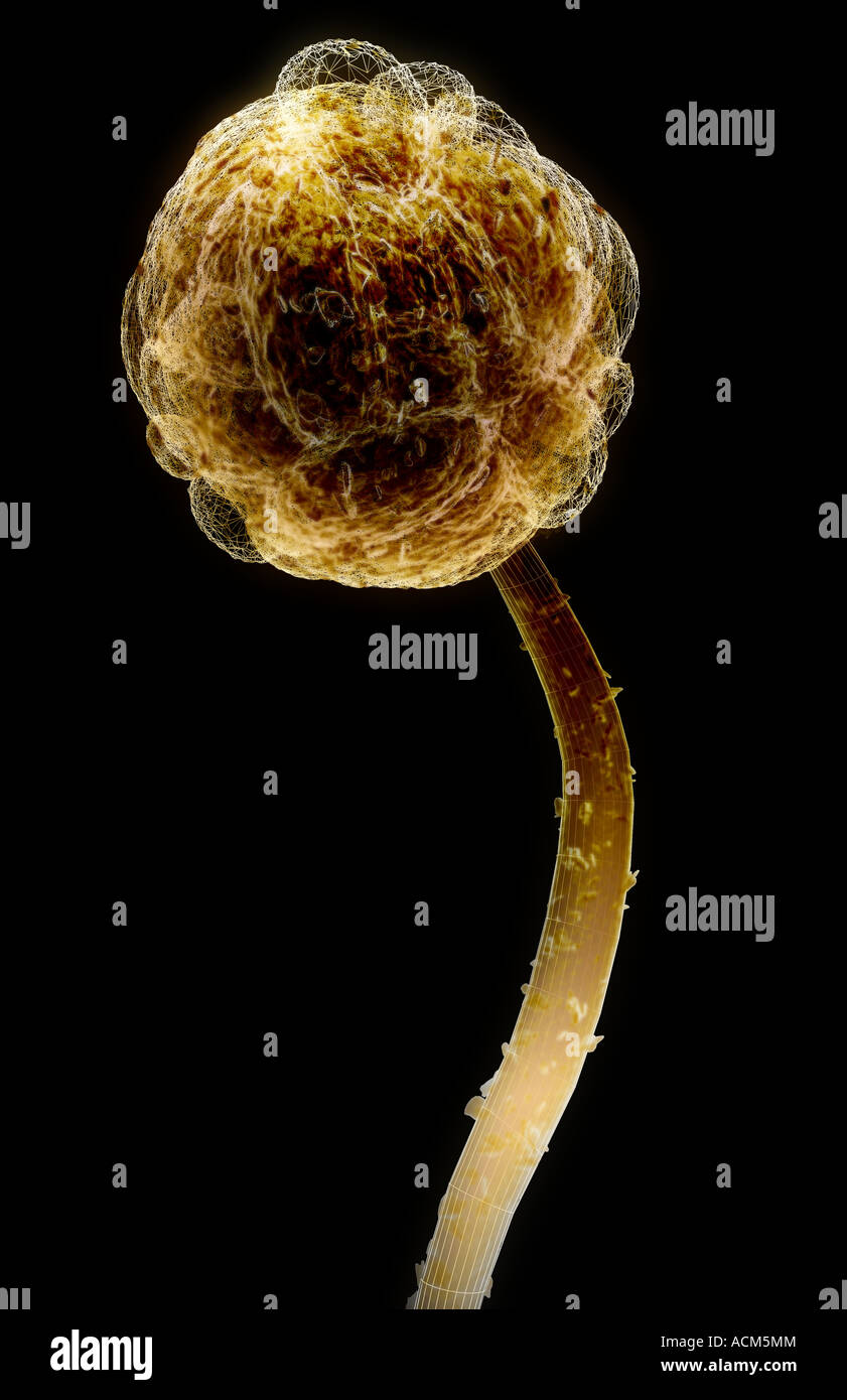 Stachybotrys chartarum hi-res stock photography and images - Alamy