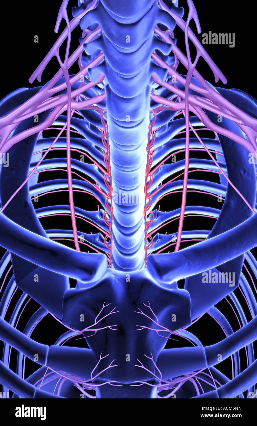 Intercostal Nerve Stock Photos & Intercostal Nerve Stock Images - Alamy