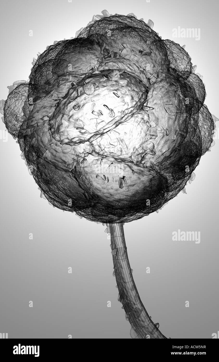 Stachybotrys chartarum Black and White Stock Photos & Images - Alamy