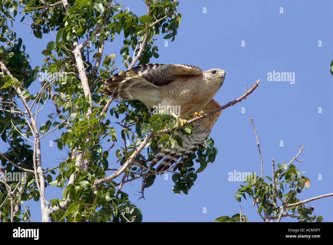 Red shouldered buzzard hi-res stock photography and images - Alamy