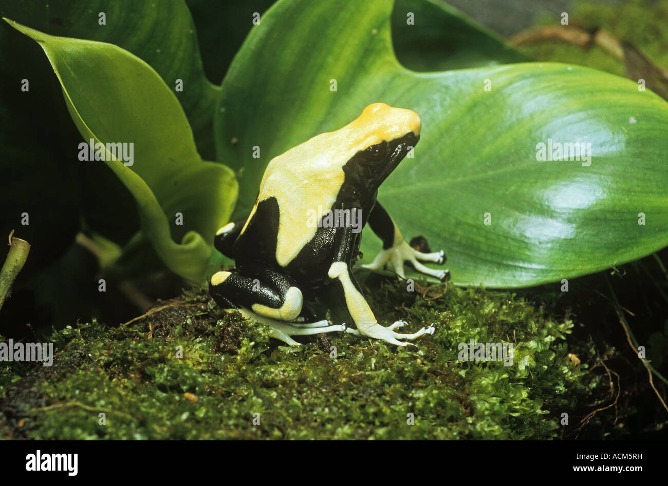 Dyeing Dart frog / Dendrobates tinctorius "Saül Stock Photo - Alamy