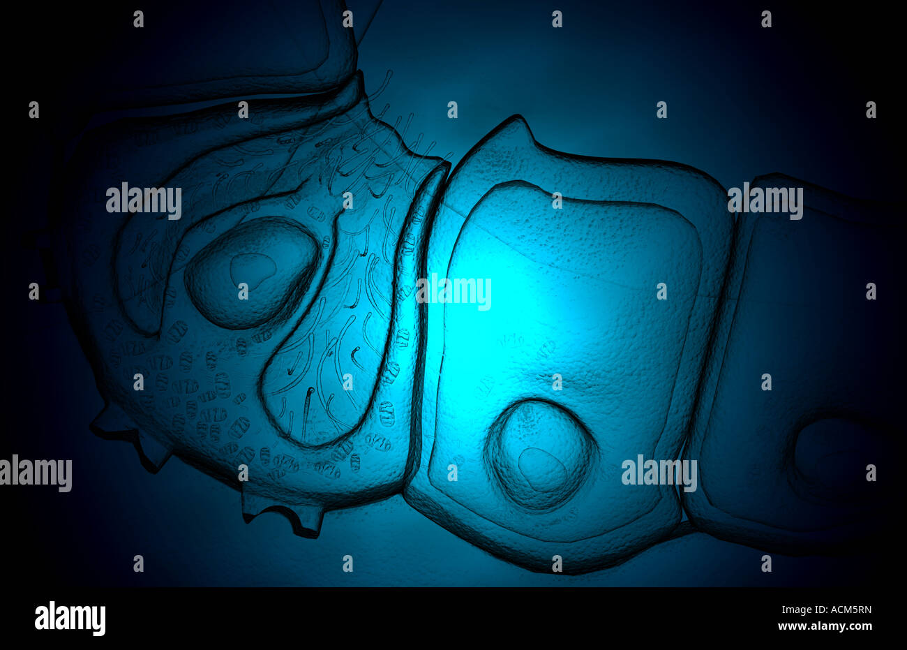 Parietal cell hi-res stock photography and images - Alamy