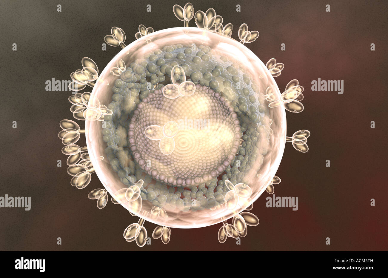The structure of HIV Stock Photo - Alamy