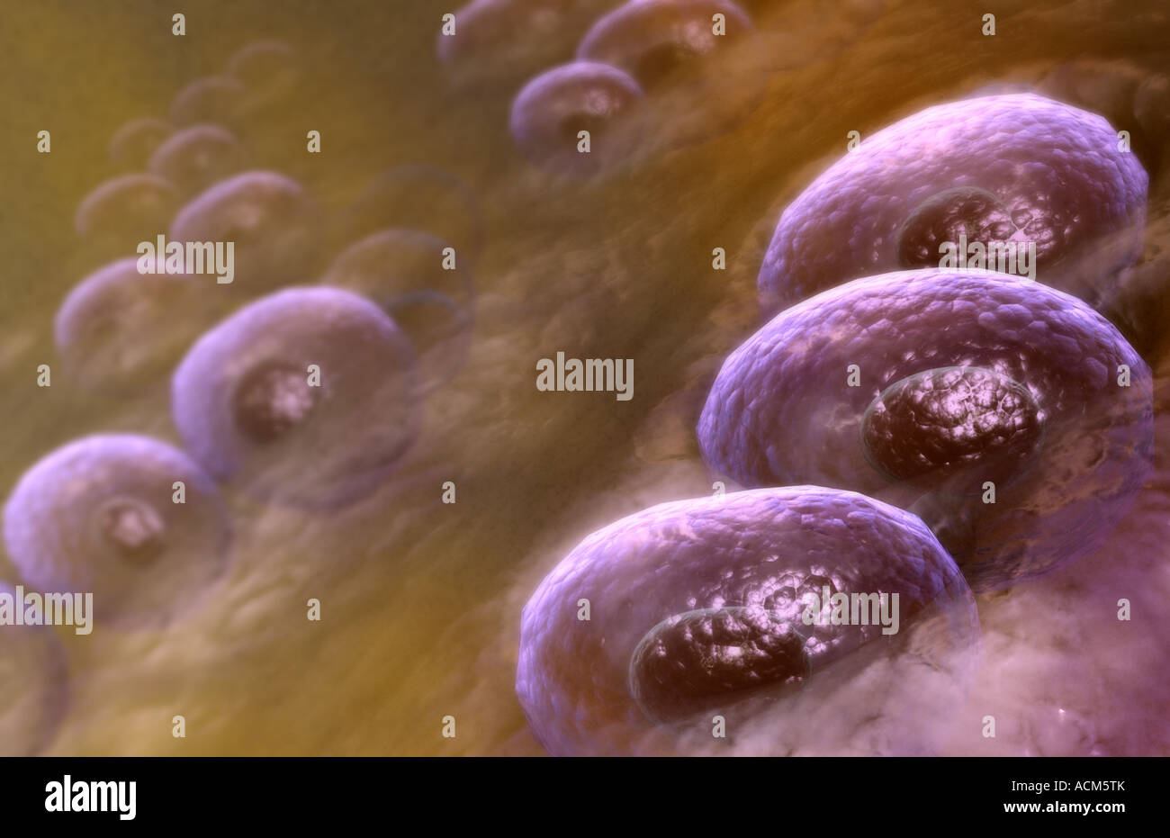 Hyaline cartilage tissue hi-res stock photography and images - Alamy