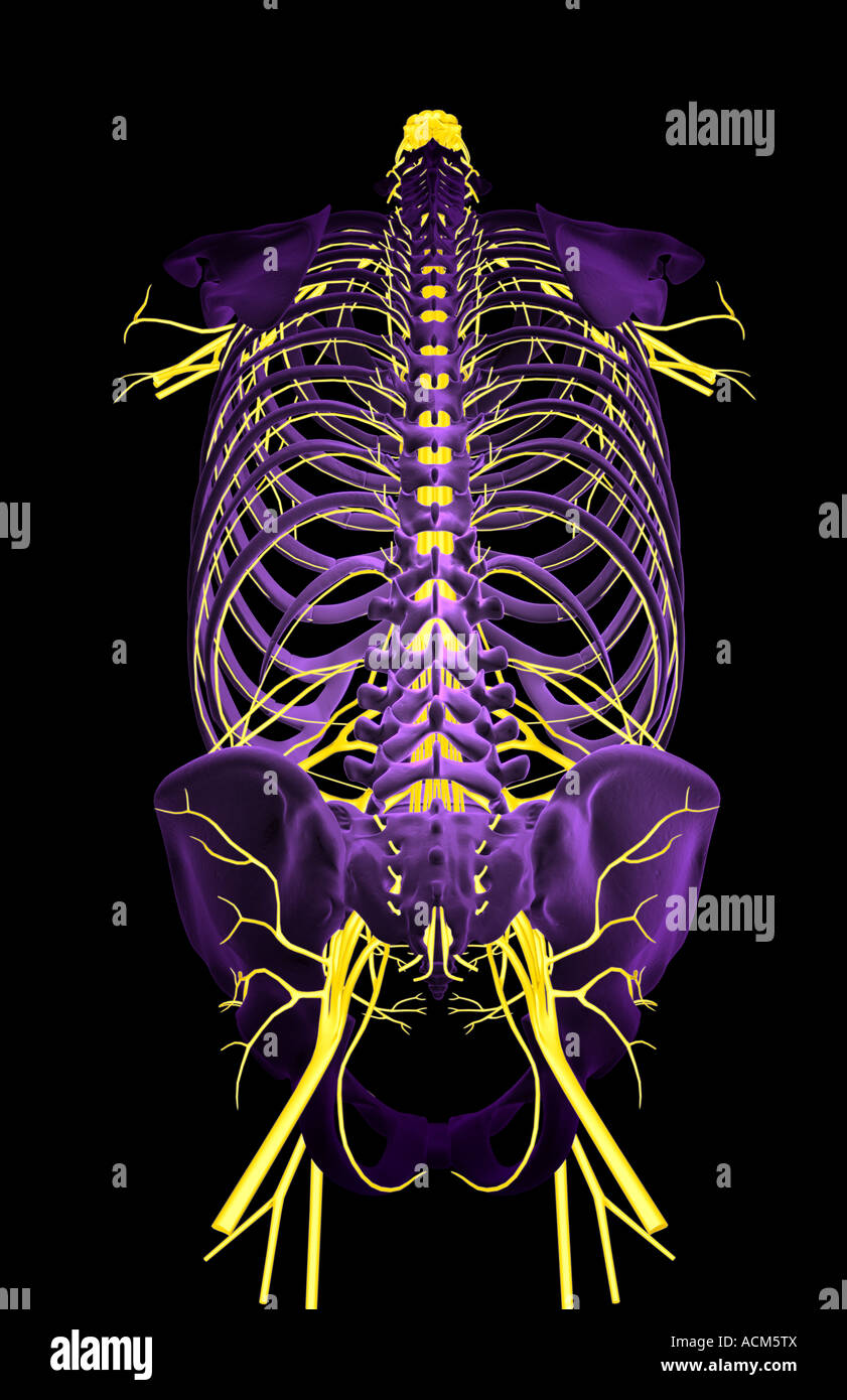 Thoracic Spinal Nerves High Resolution Stock Photography and Images - Alamy