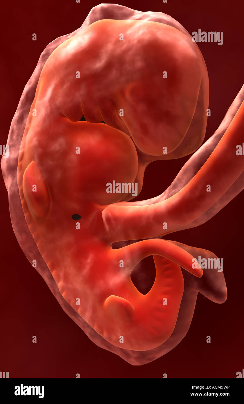 Fetal period hi-res stock photography and images - Alamy
