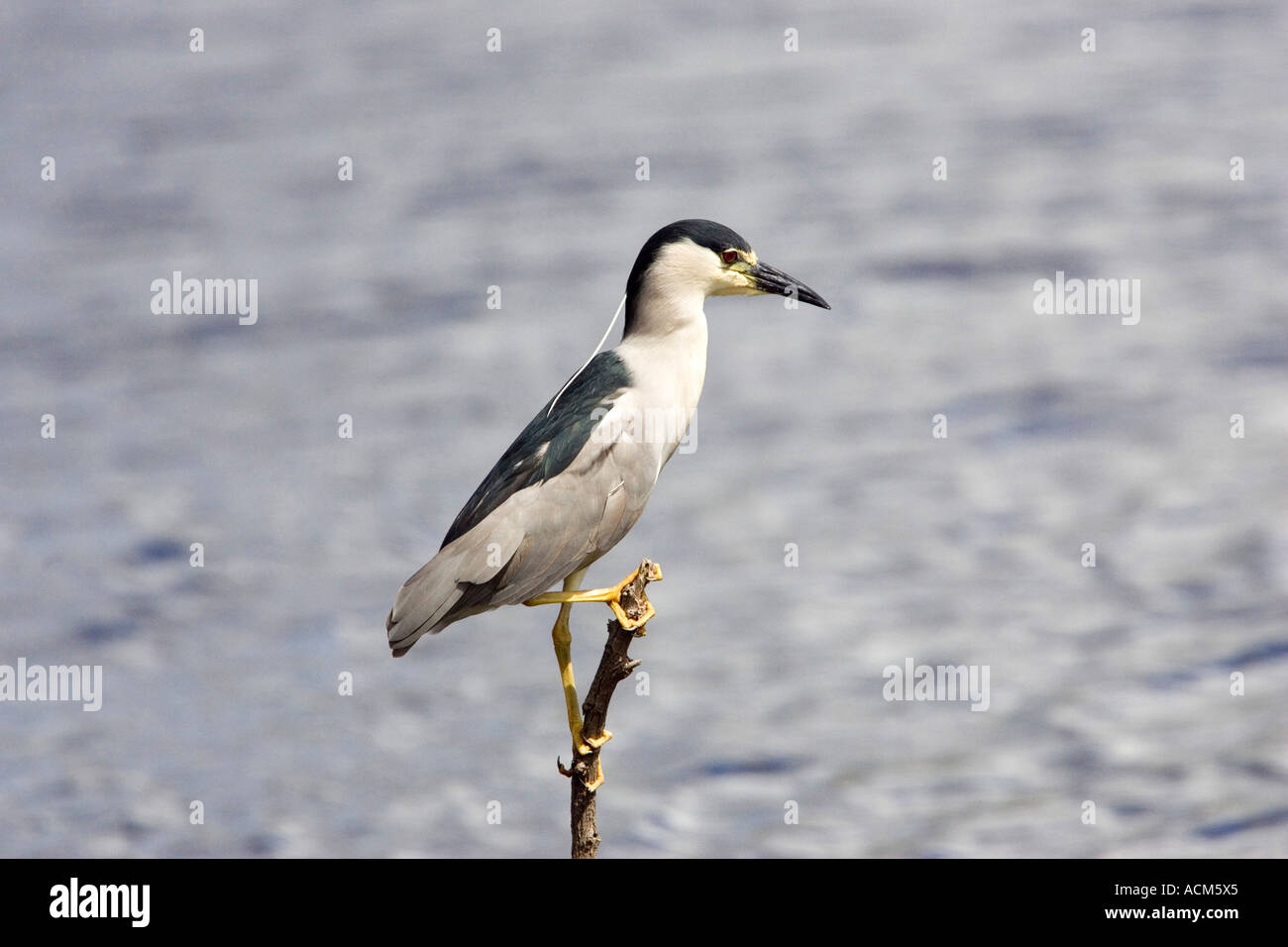 Black crowned night heron nycticorax nycticorax adult Stock Photo - Alamy