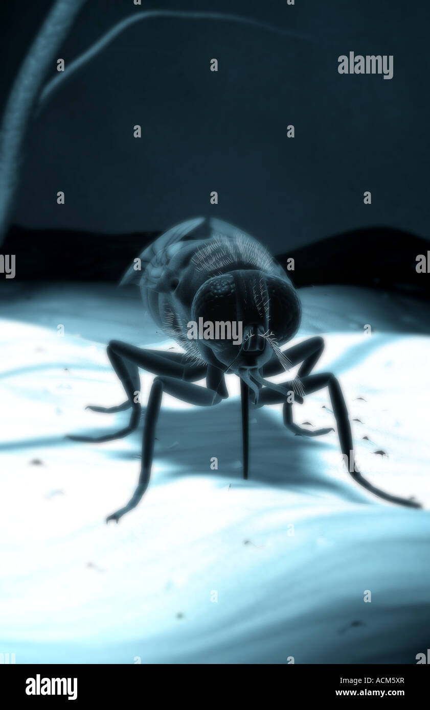 African trypanosomiasis hi-res stock photography and images - Alamy