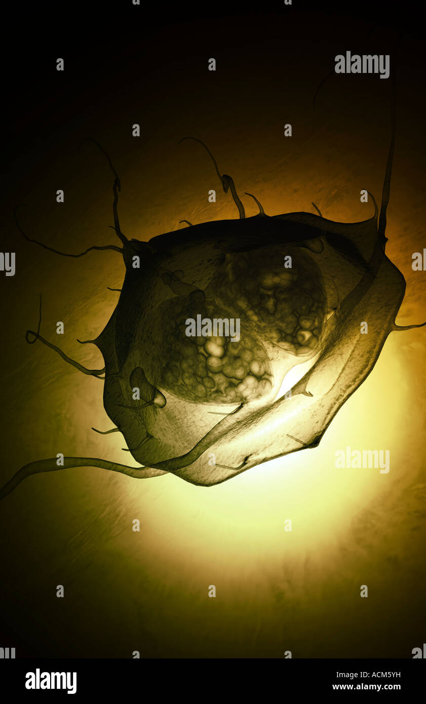 Giardia lamblia parasite hi-res stock photography and images - Alamy