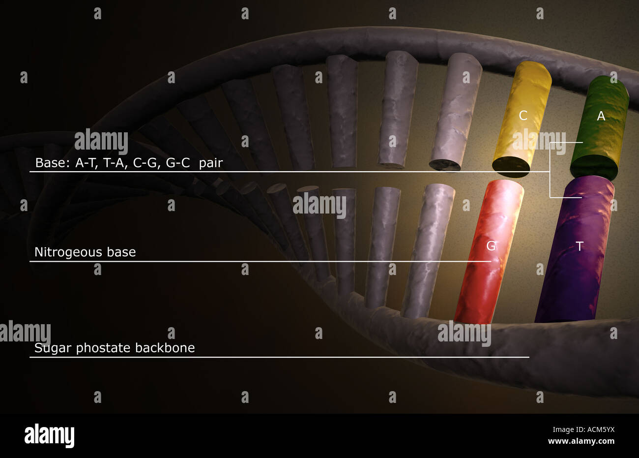 Dna double helix labeled hi-res stock photography and images - Alamy