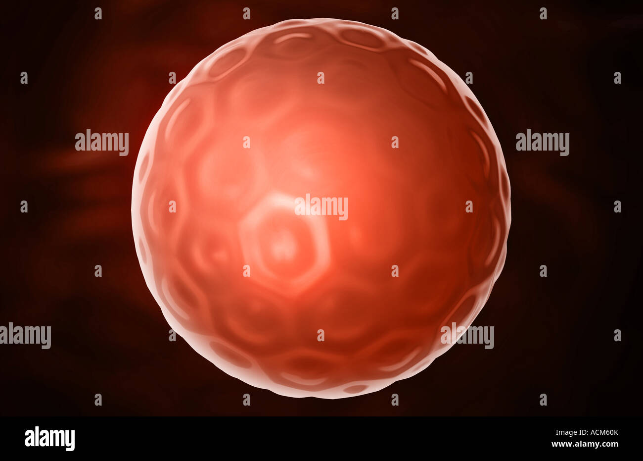 Blastomere hi-res stock photography and images - Alamy