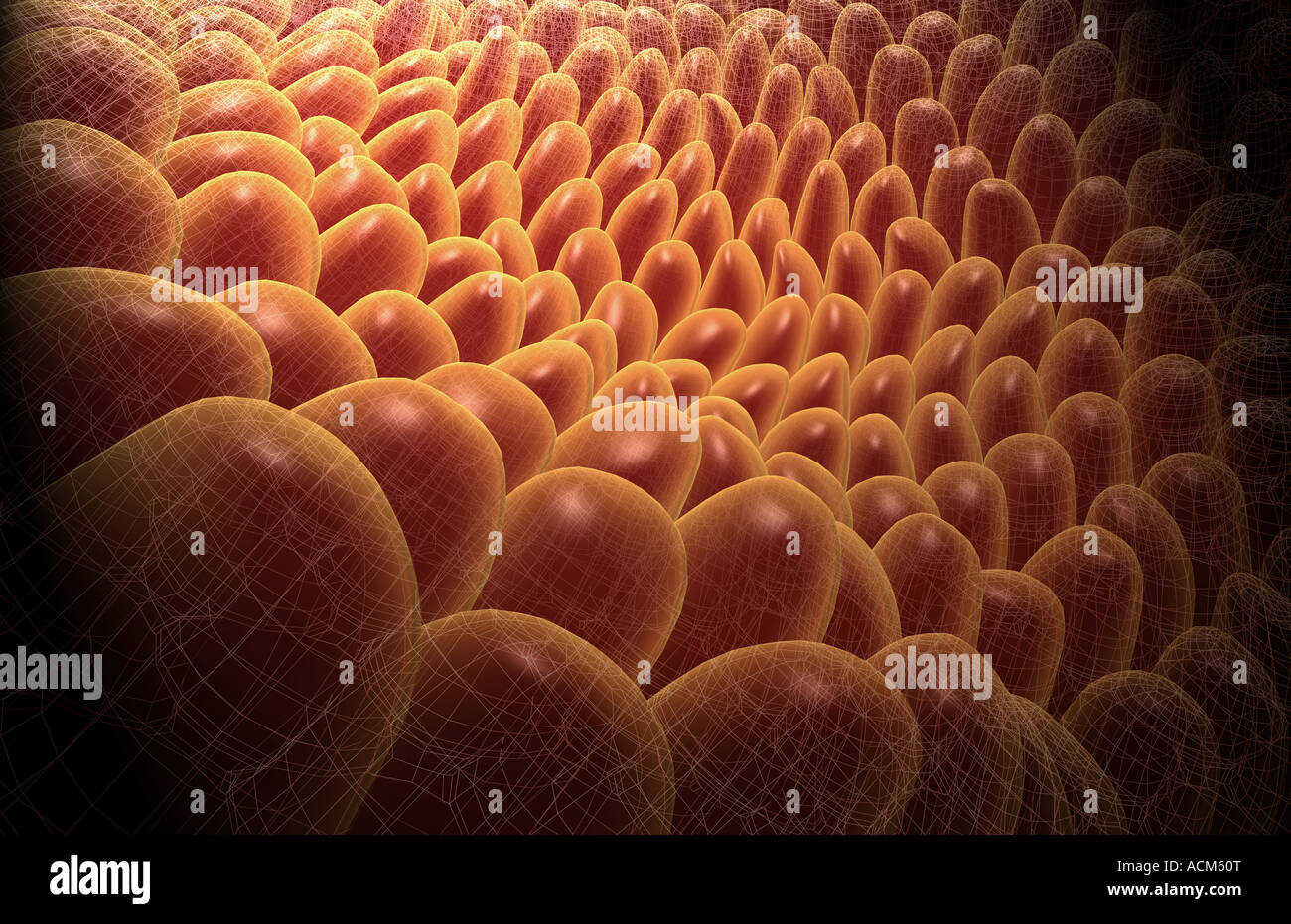 The villi hi-res stock photography and images - Alamy