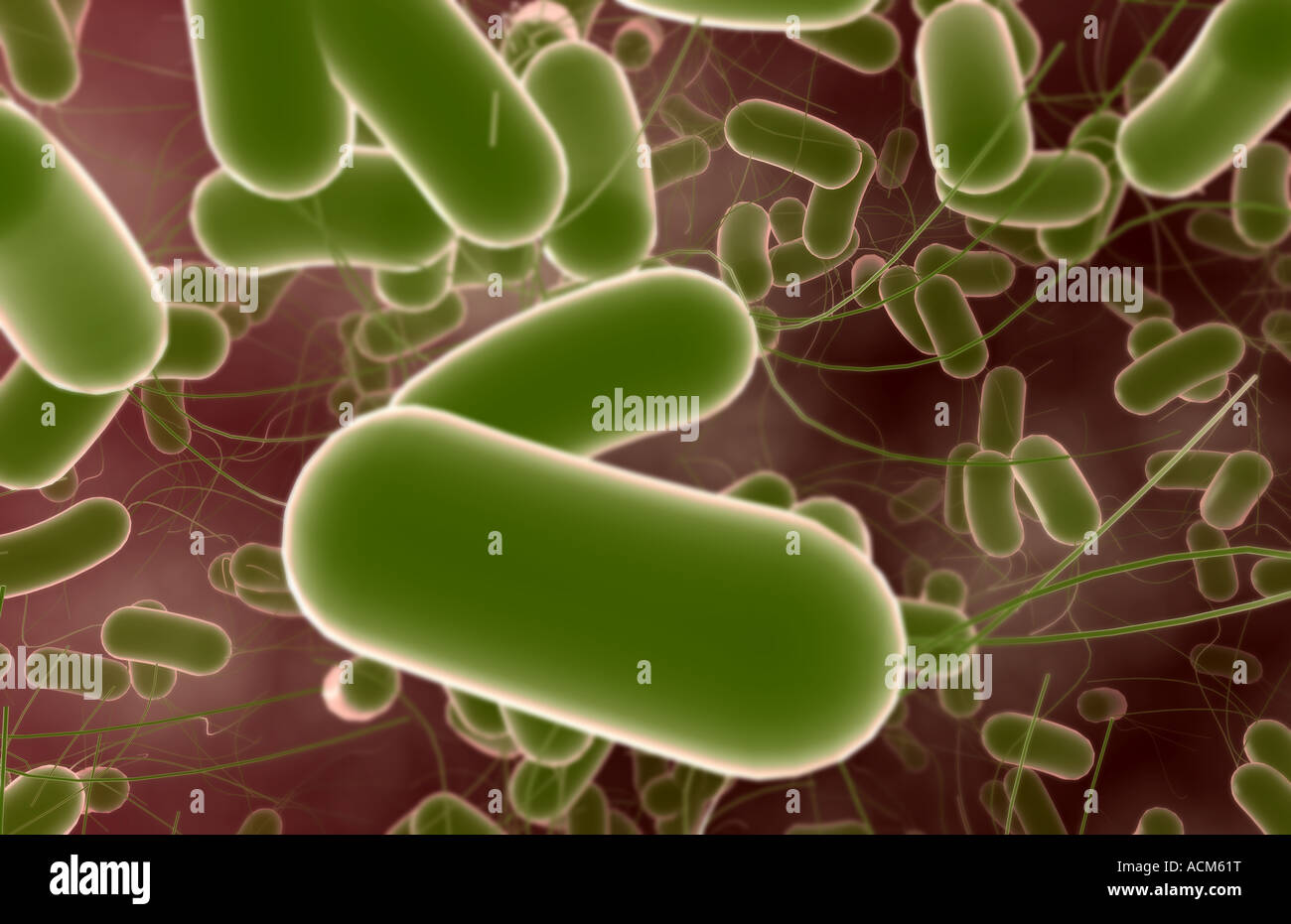 Rod shaped gram negative salmonella hi-res stock photography and images ...