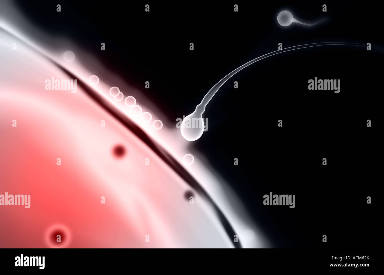 Close up of human sperm hi-res stock photography and images - Alamy