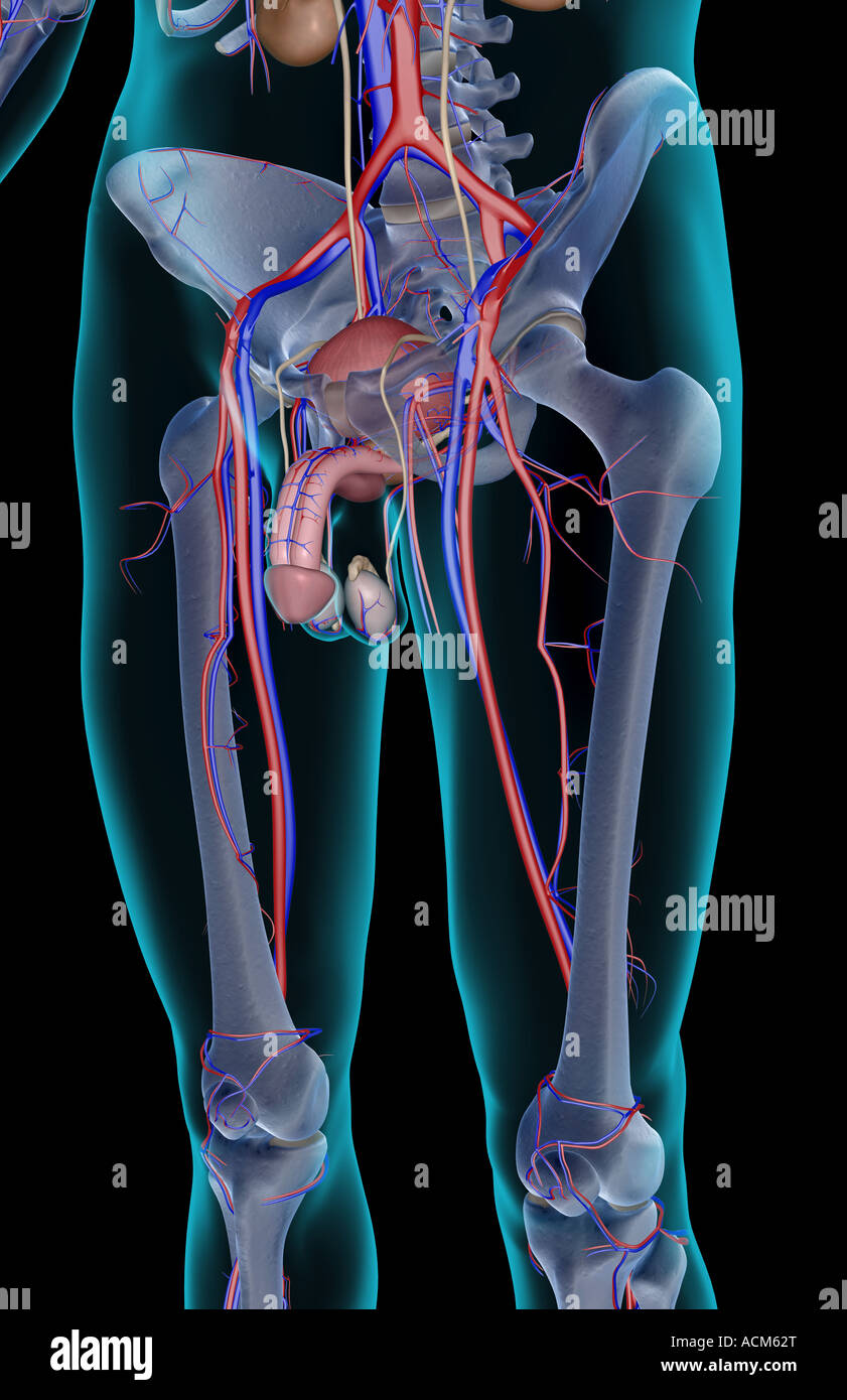 The blood supply of the male reproductive organs Stock Photo - Alamy