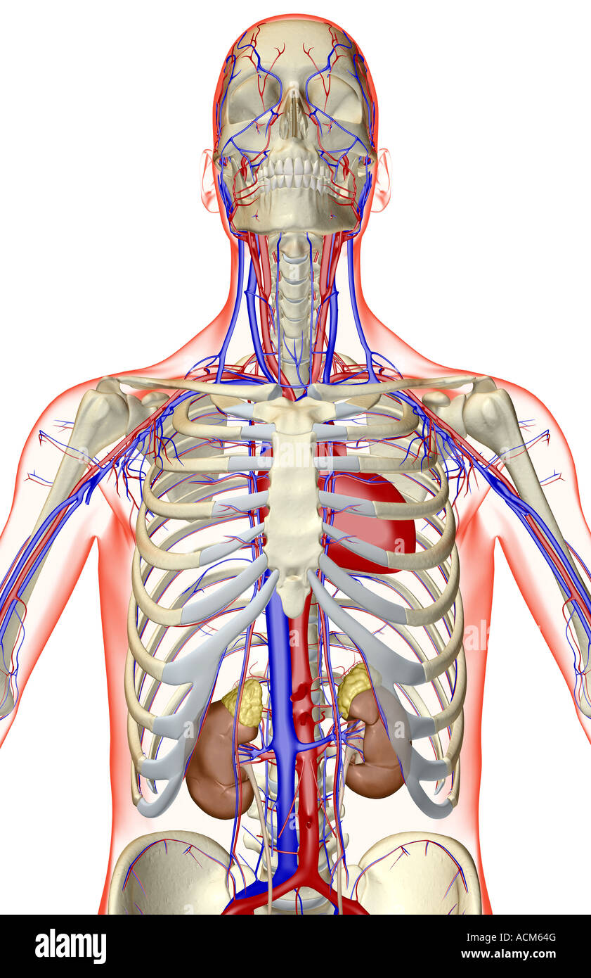 Thoracic Rib Cage High Resolution Stock Photography and Images - Alamy