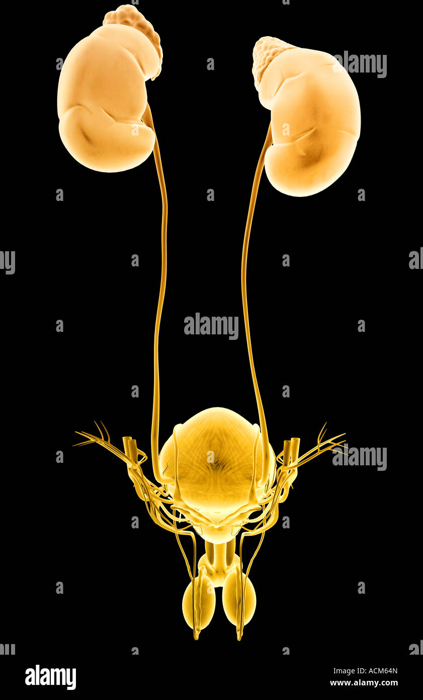 Seminal vesicle hi-res stock photography and images - Alamy