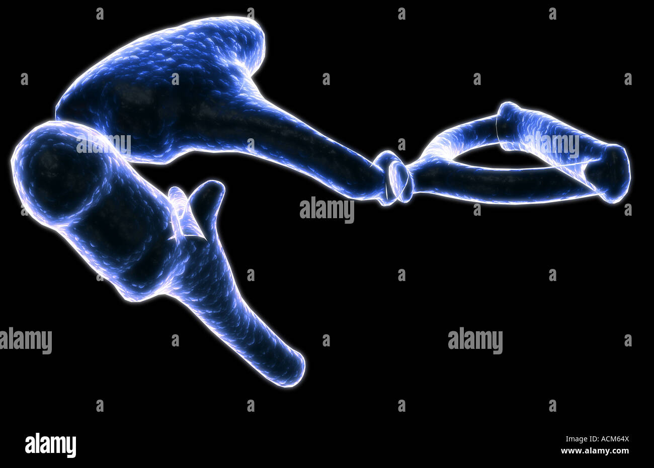 Auditory ossicles hi-res stock photography and images - Alamy