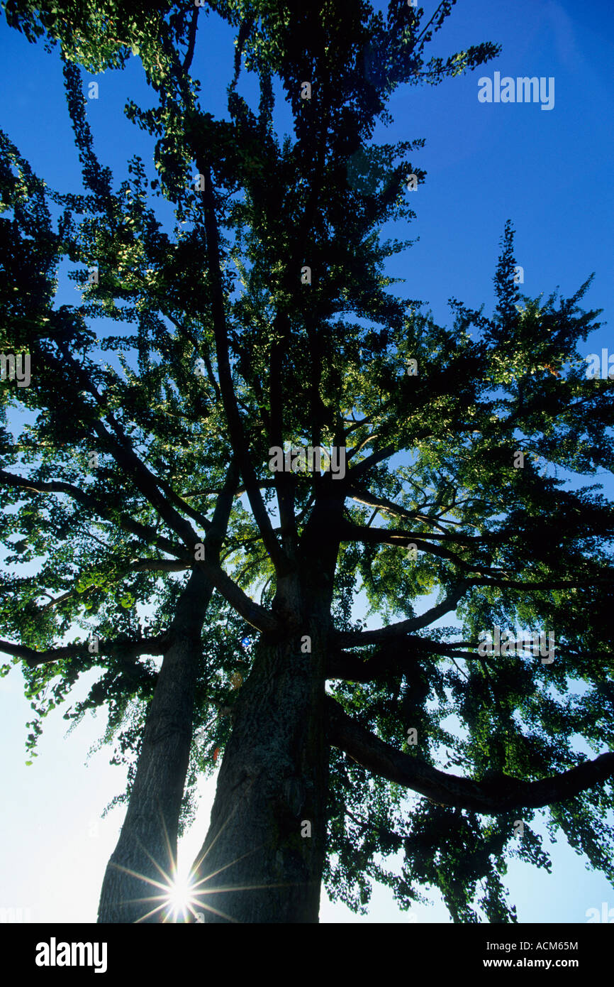 Ginkgo biloba Tree, Washington State Stock Photo - Alamy