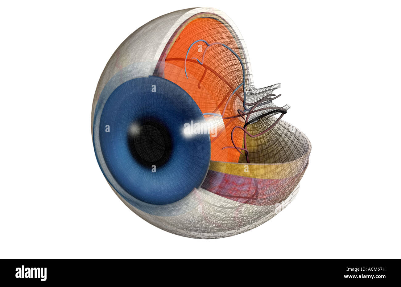 Structure of the eye Stock Photo - Alamy
