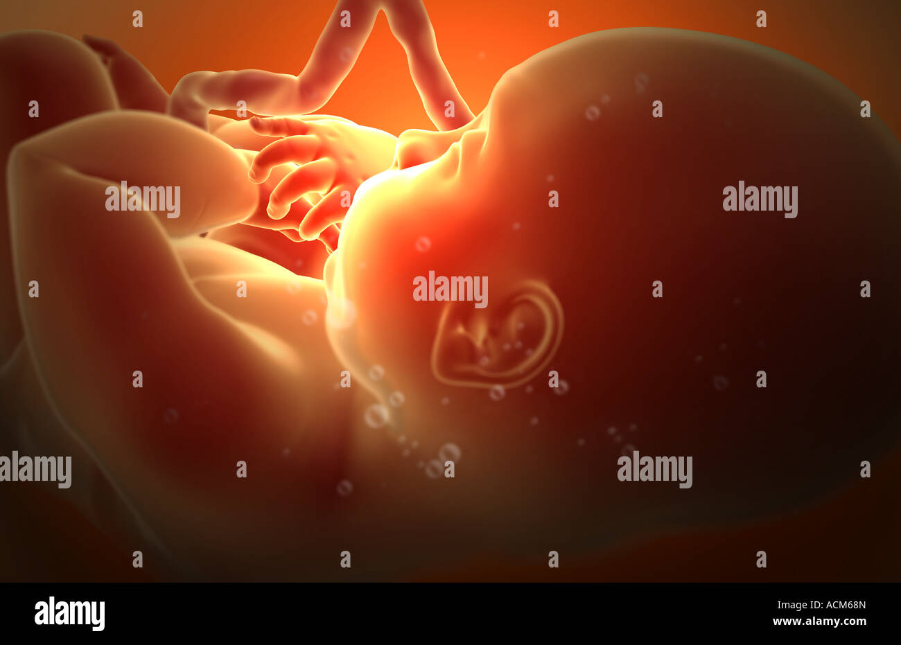 Fetal period hi-res stock photography and images - Alamy