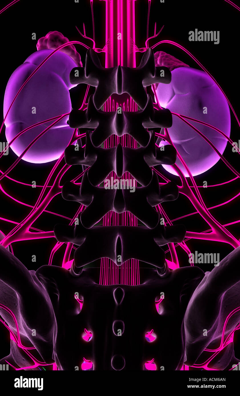 Nerve supply of the urinary system Stock Photo - Alamy