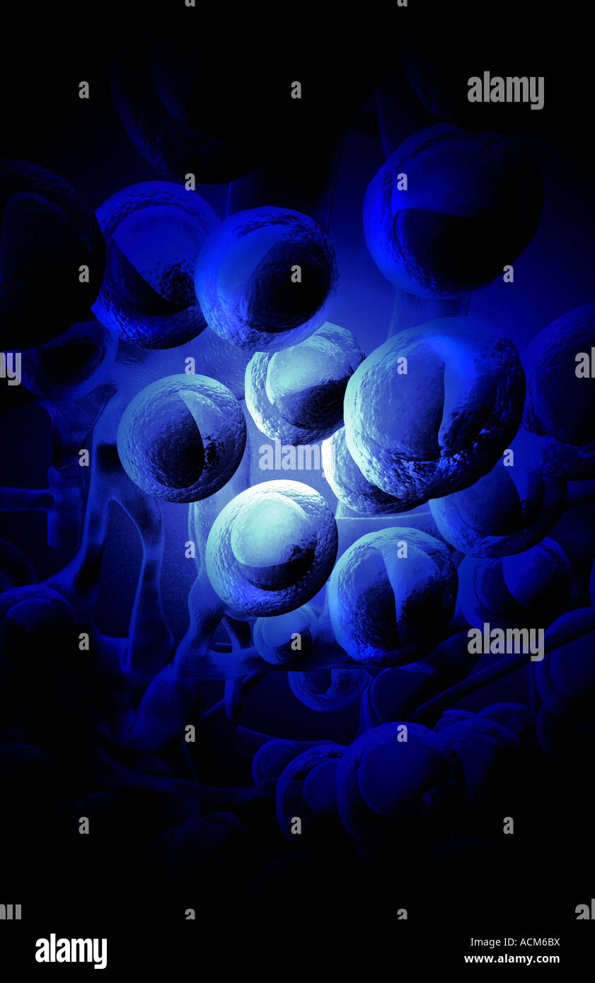 Lymphatic tissue hi-res stock photography and images - Alamy