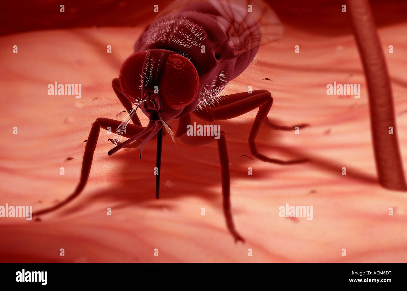 Tsetse fly hi-res stock photography and images - Alamy