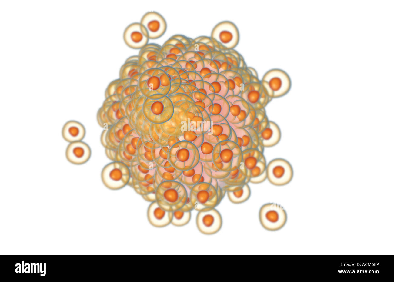 Human ovum corona radiata hi-res stock photography and images - Alamy