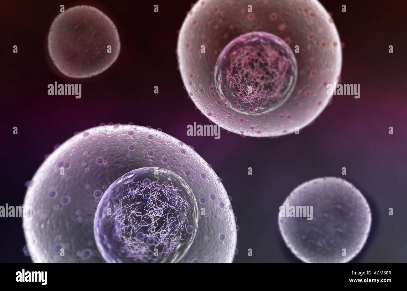 Mitosis hi-res stock photography and images - Alamy