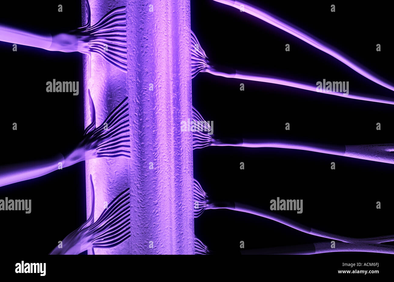 Spinal nerves hi-res stock photography and images - Alamy