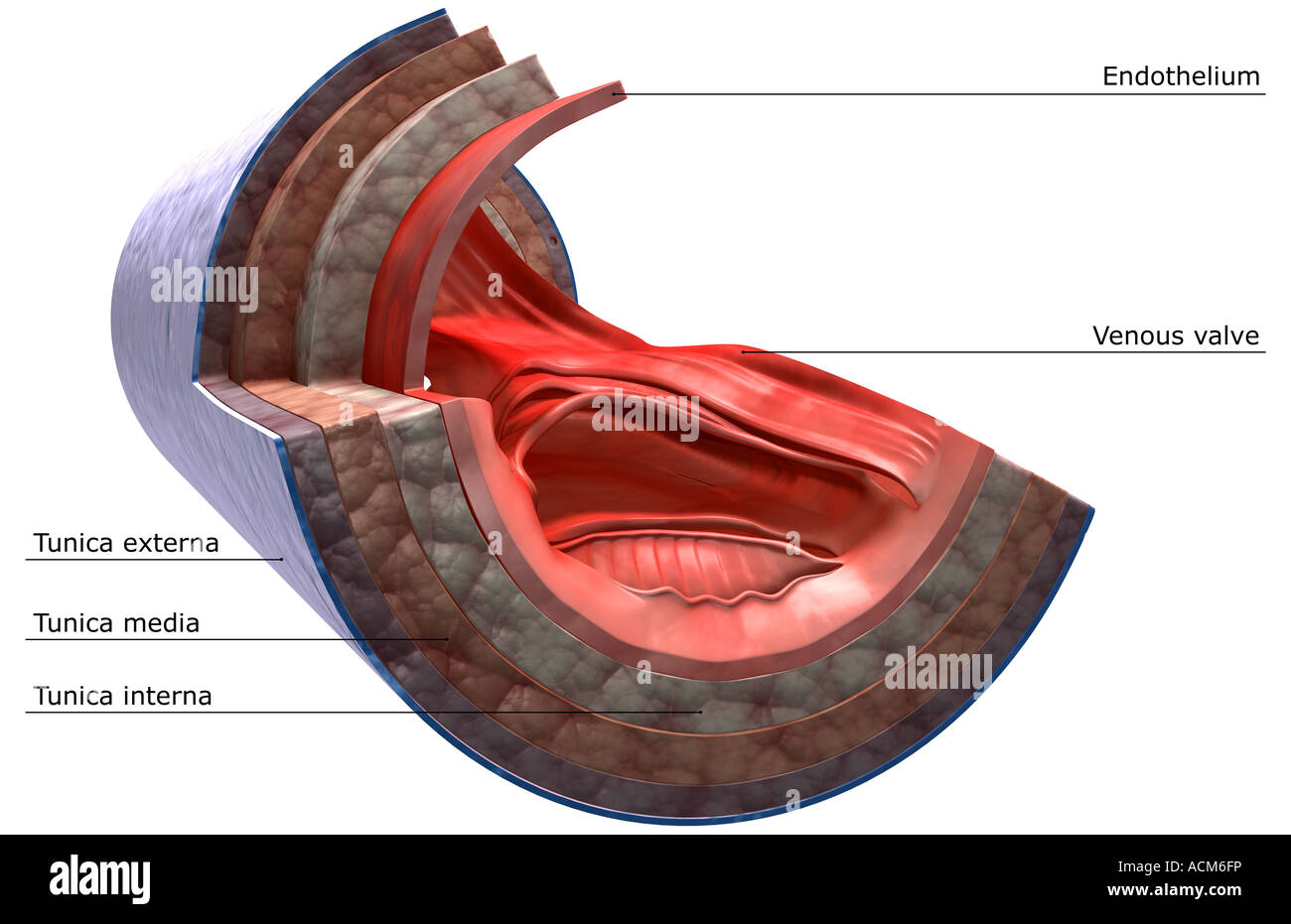 The structure of the vein wall Stock Photo - Alamy