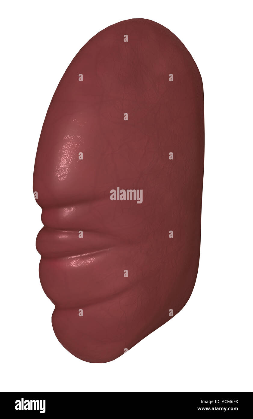 The spleen Cut Out Stock Images & Pictures - Alamy