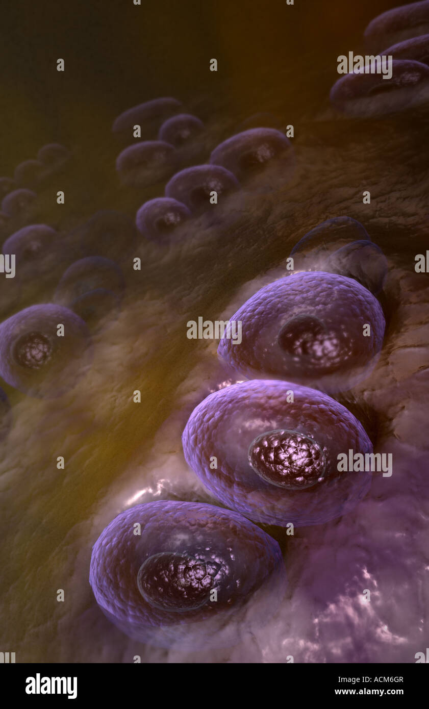 Hyaline cartilage hi-res stock photography and images - Alamy