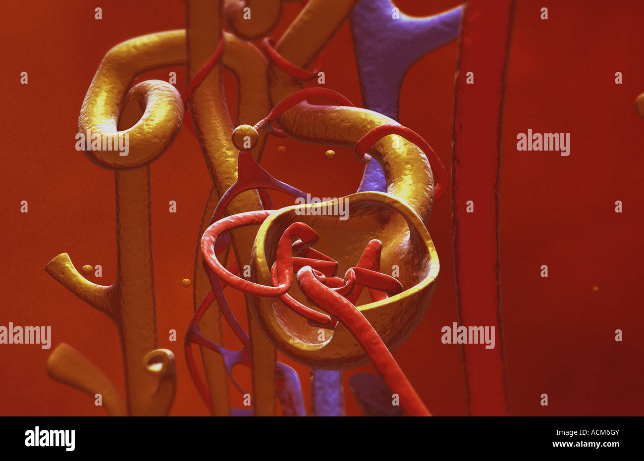 Glomerulus hi-res stock photography and images - Alamy