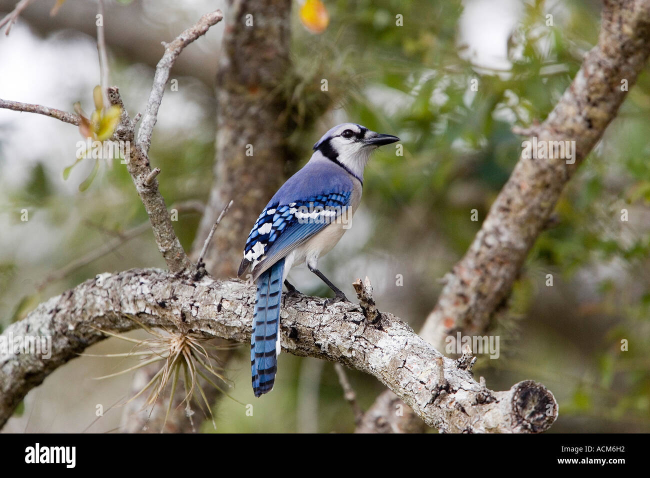 Florida blue jay hi-res stock photography and images - Alamy
