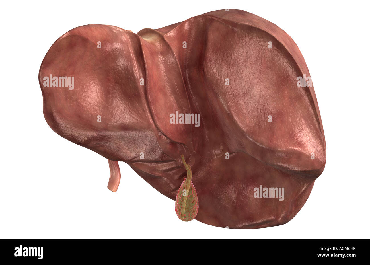 The liver and the gallbladder Stock Photo - Alamy