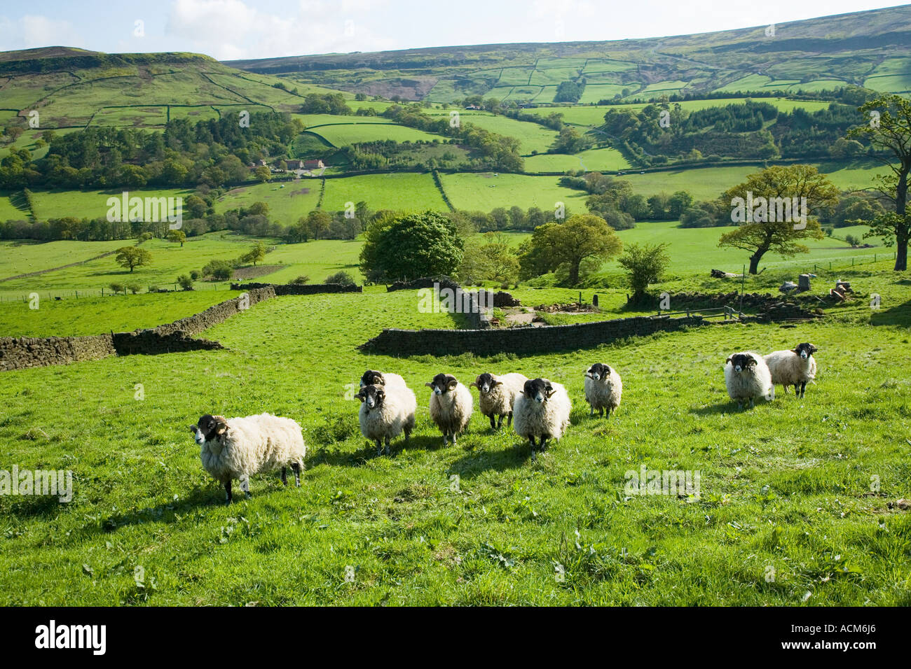 Moorland Sheep Farndale North York Moors National Park England Stock ...