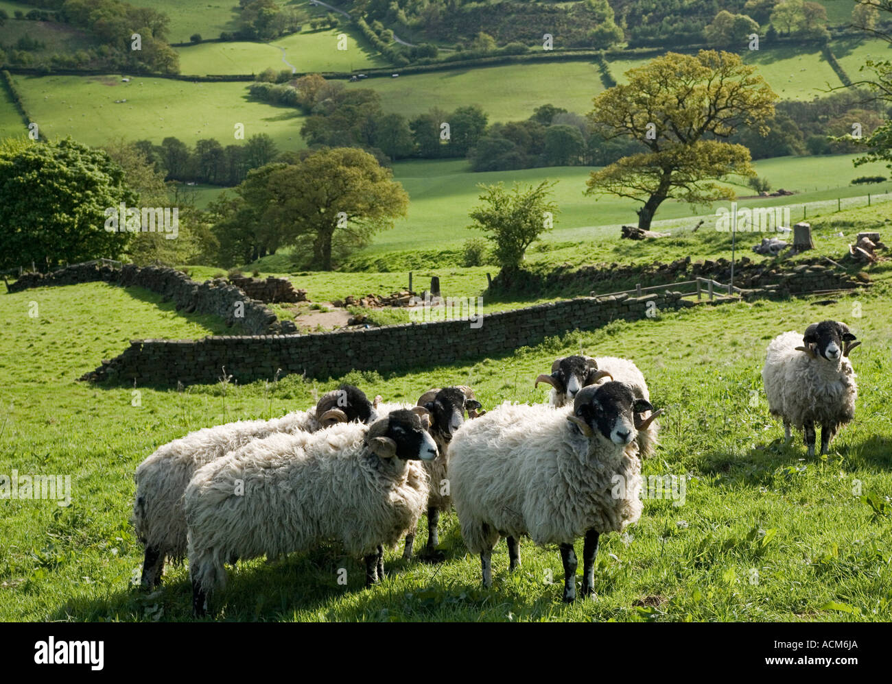 Moorland Sheep Farndale North York Moors National Park England Stock ...