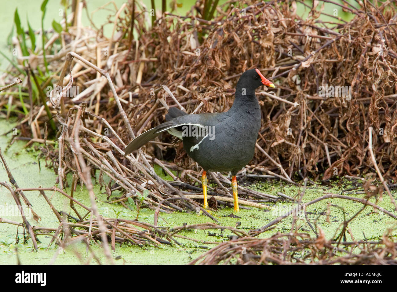 Common moorhen Gallinula chloropus wing stretching florida Stock Photo ...